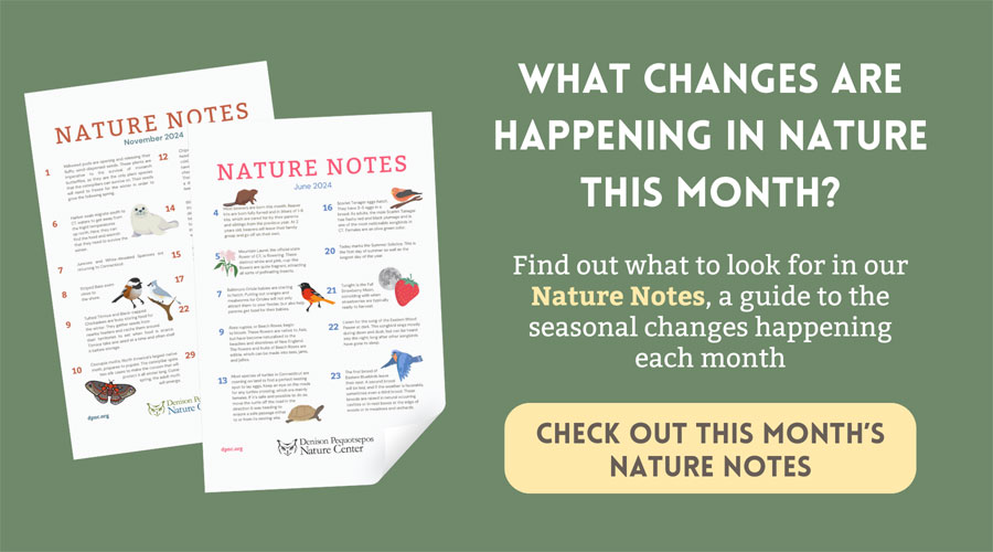 Denison Pequotsepos Nature Center – Two Locations, One Great Place